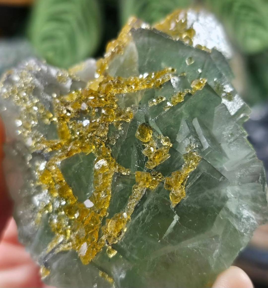 Specimens – The Crystal Cellar