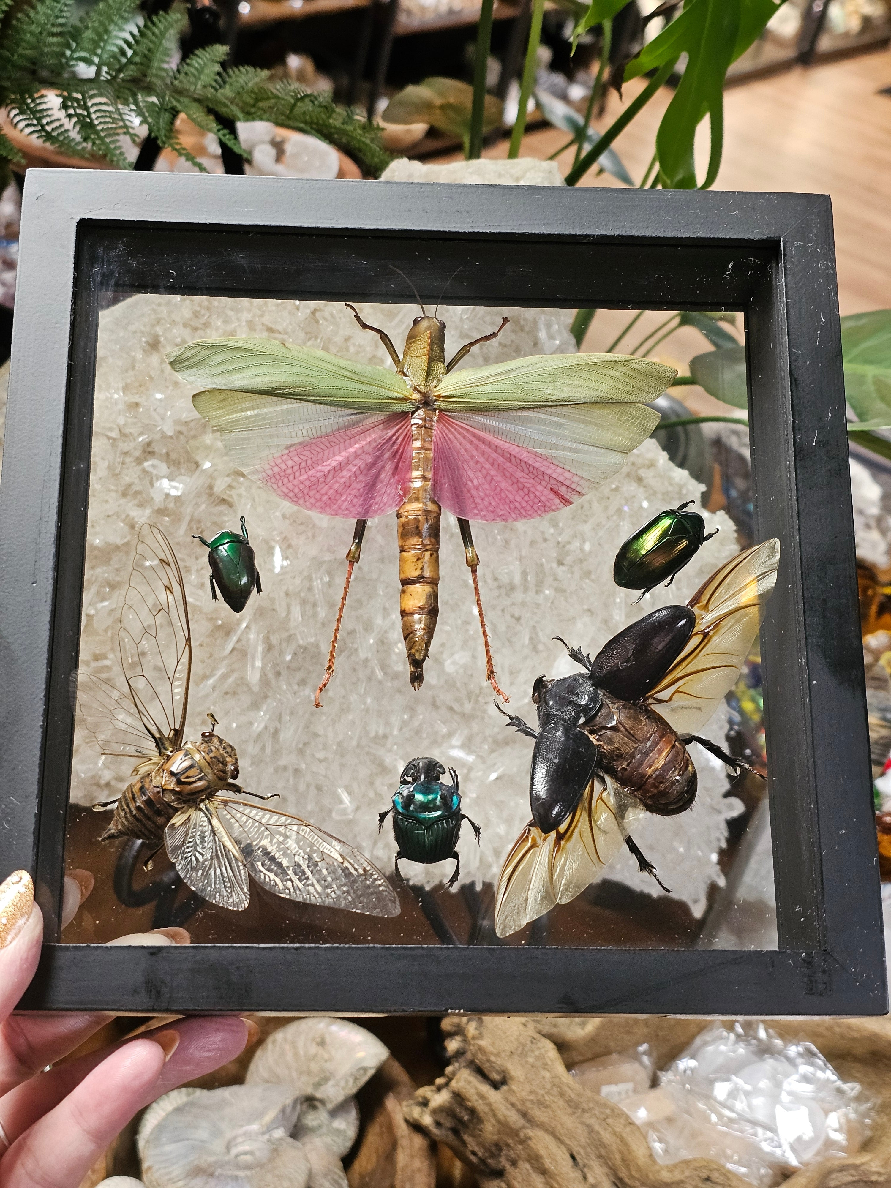 Framed Insect Variety – The Crystal Cellar